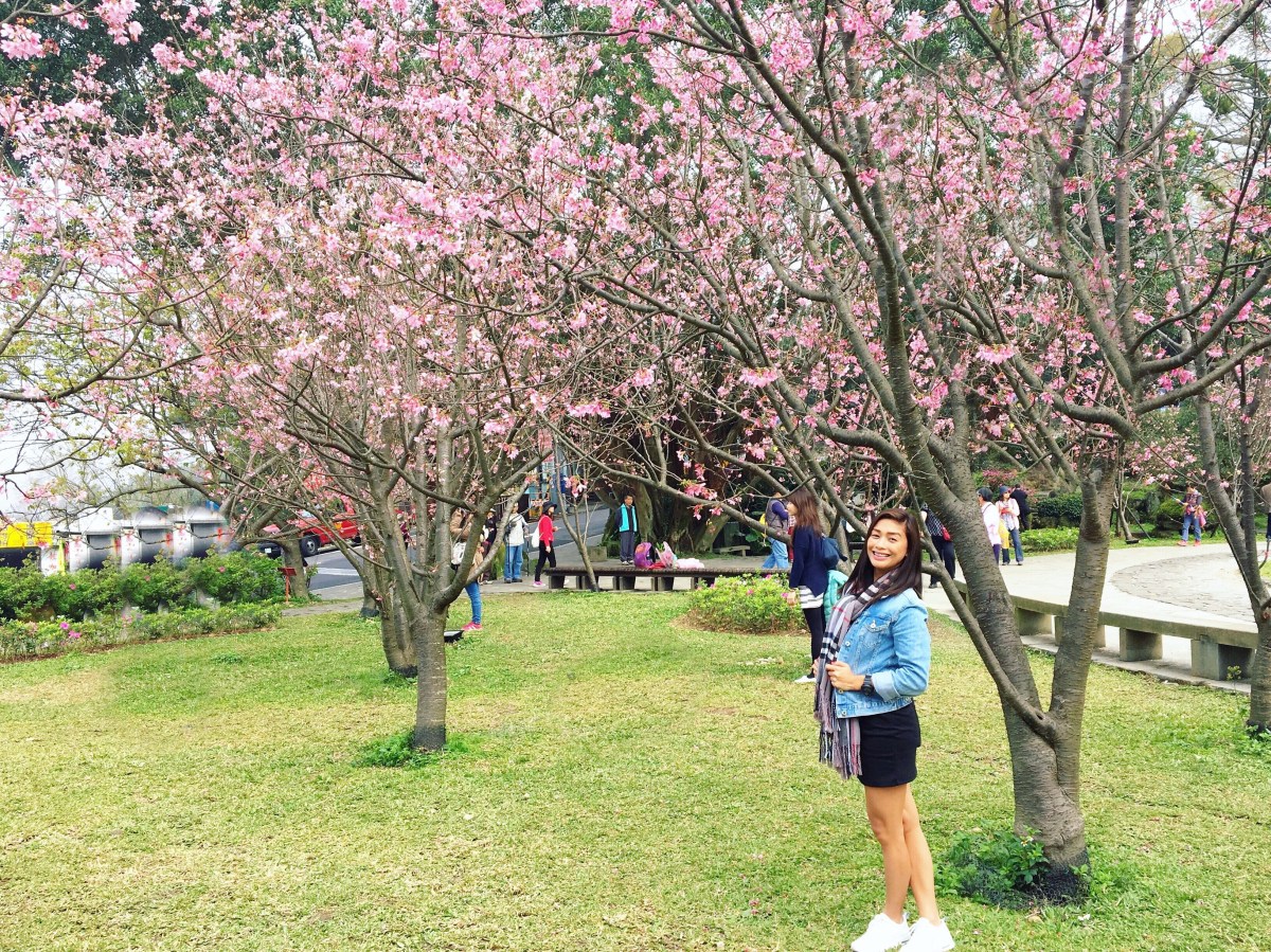 Cherry Blossoms | Yangmingshan National Park in Taiwan – Althea's ...