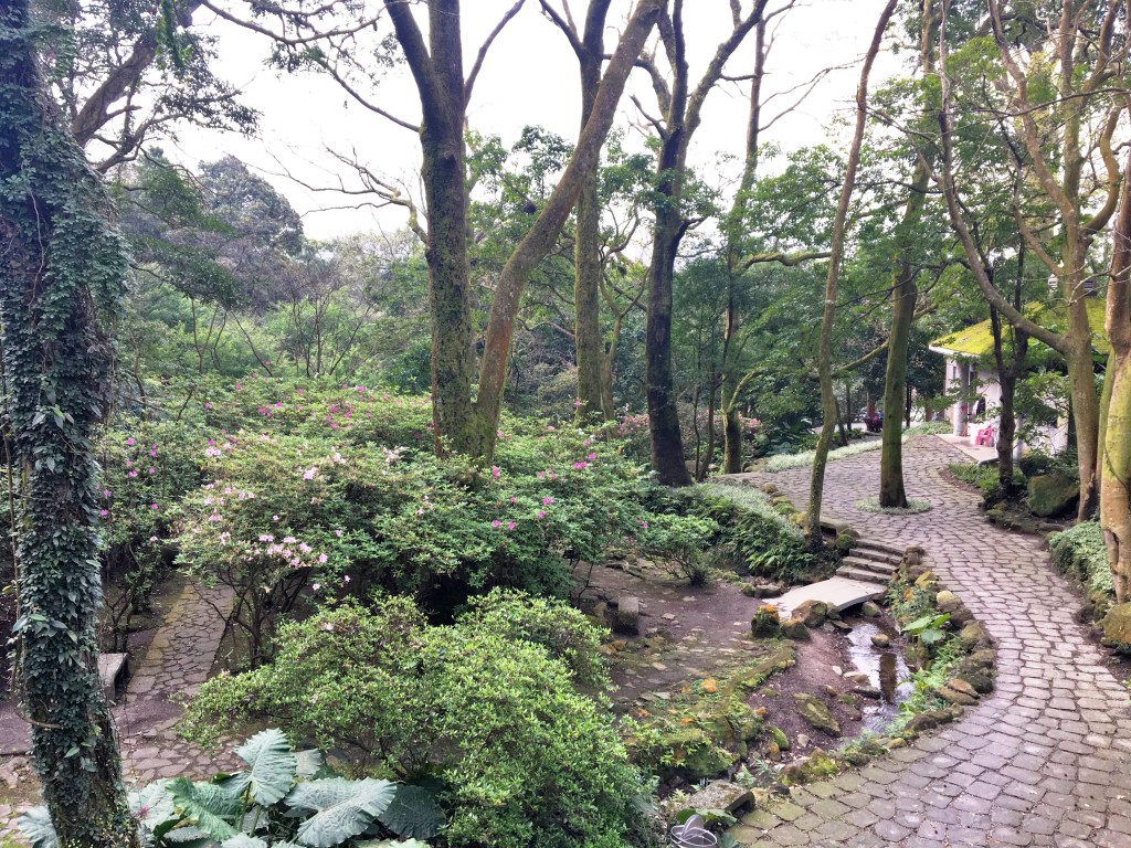 Cherry Blossoms | Yangmingshan National Park in Taiwan – Althea's ...