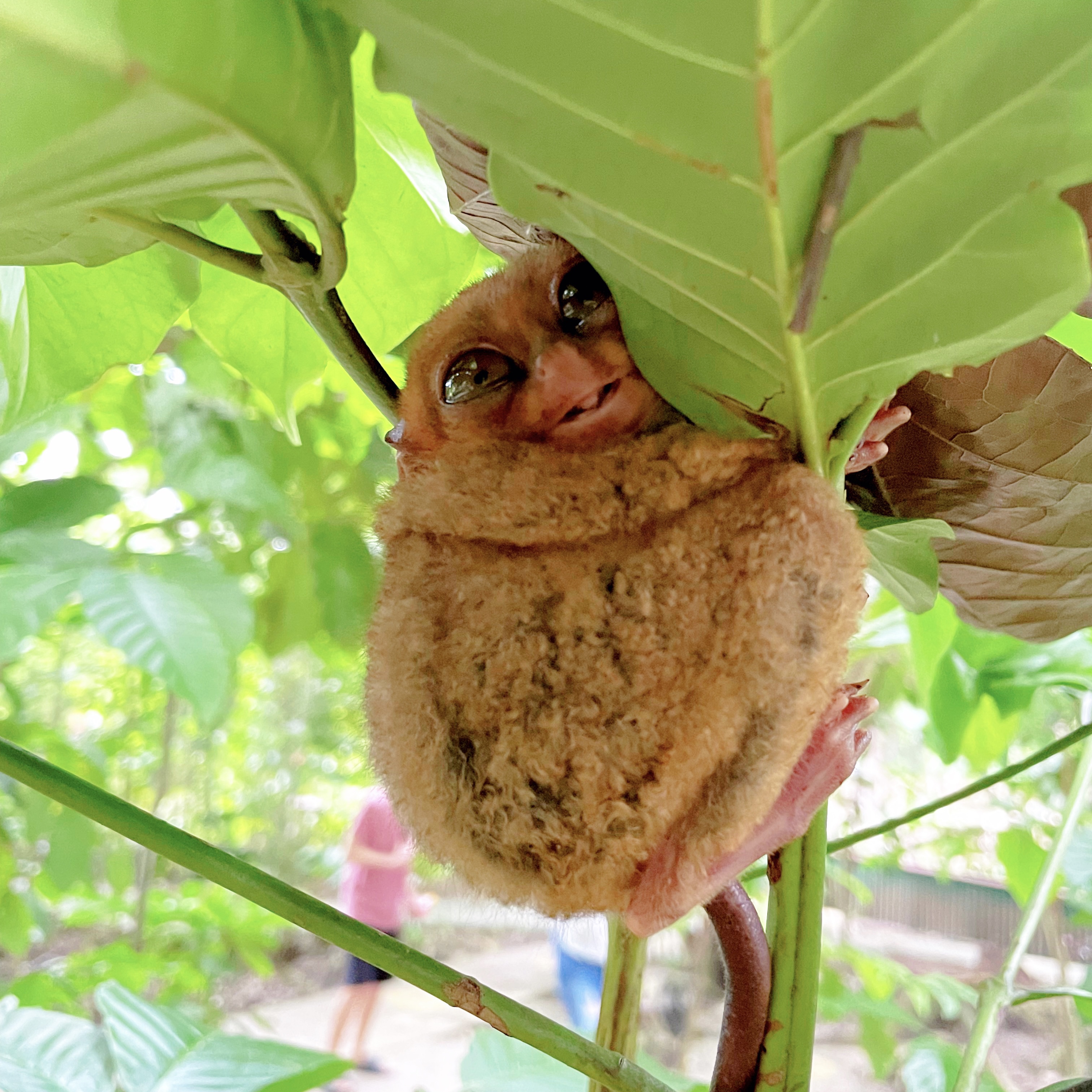 Bohol – New Normal Travel Guide – Althea's Adventures