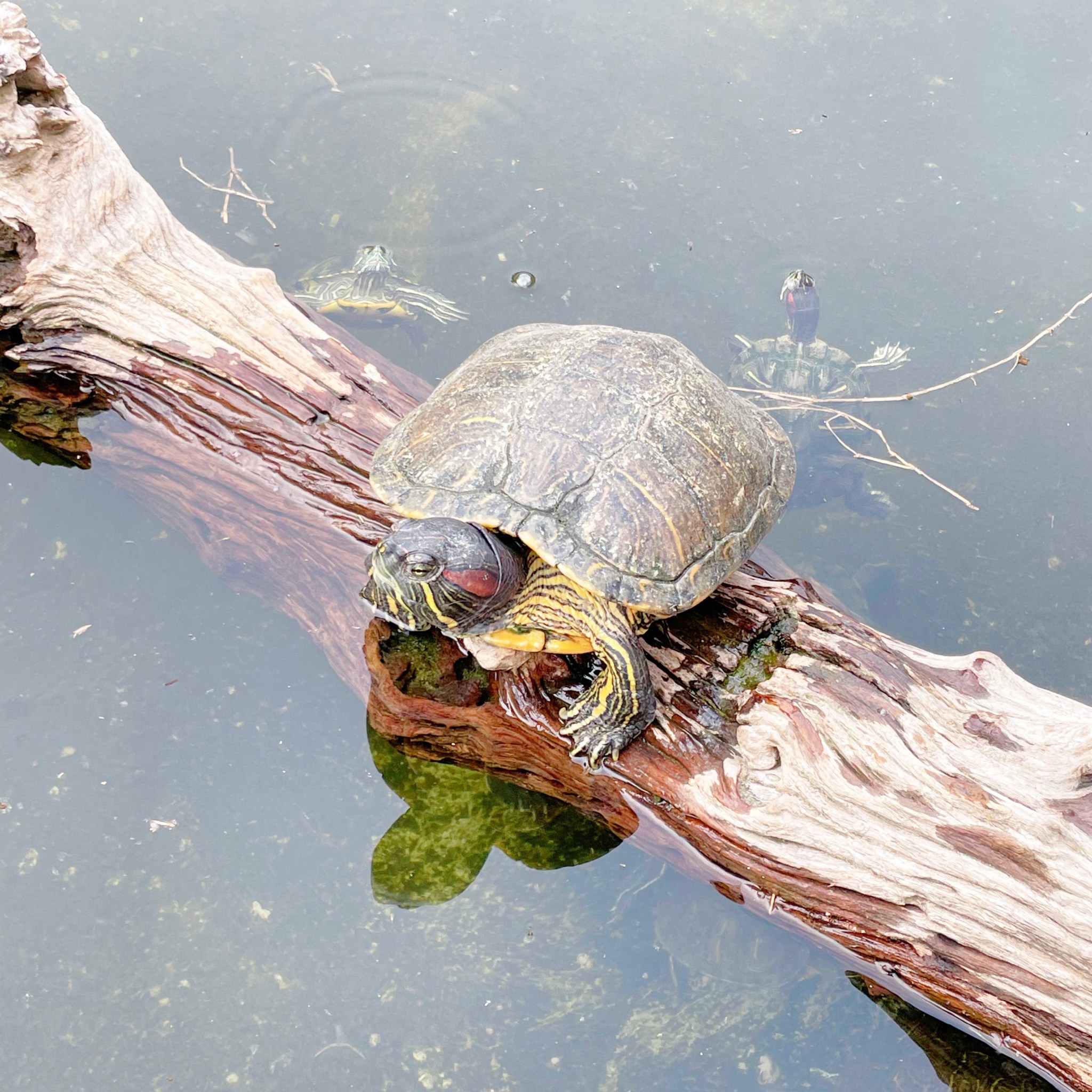 Clark Safari and Adventure Park – Althea's Adventures