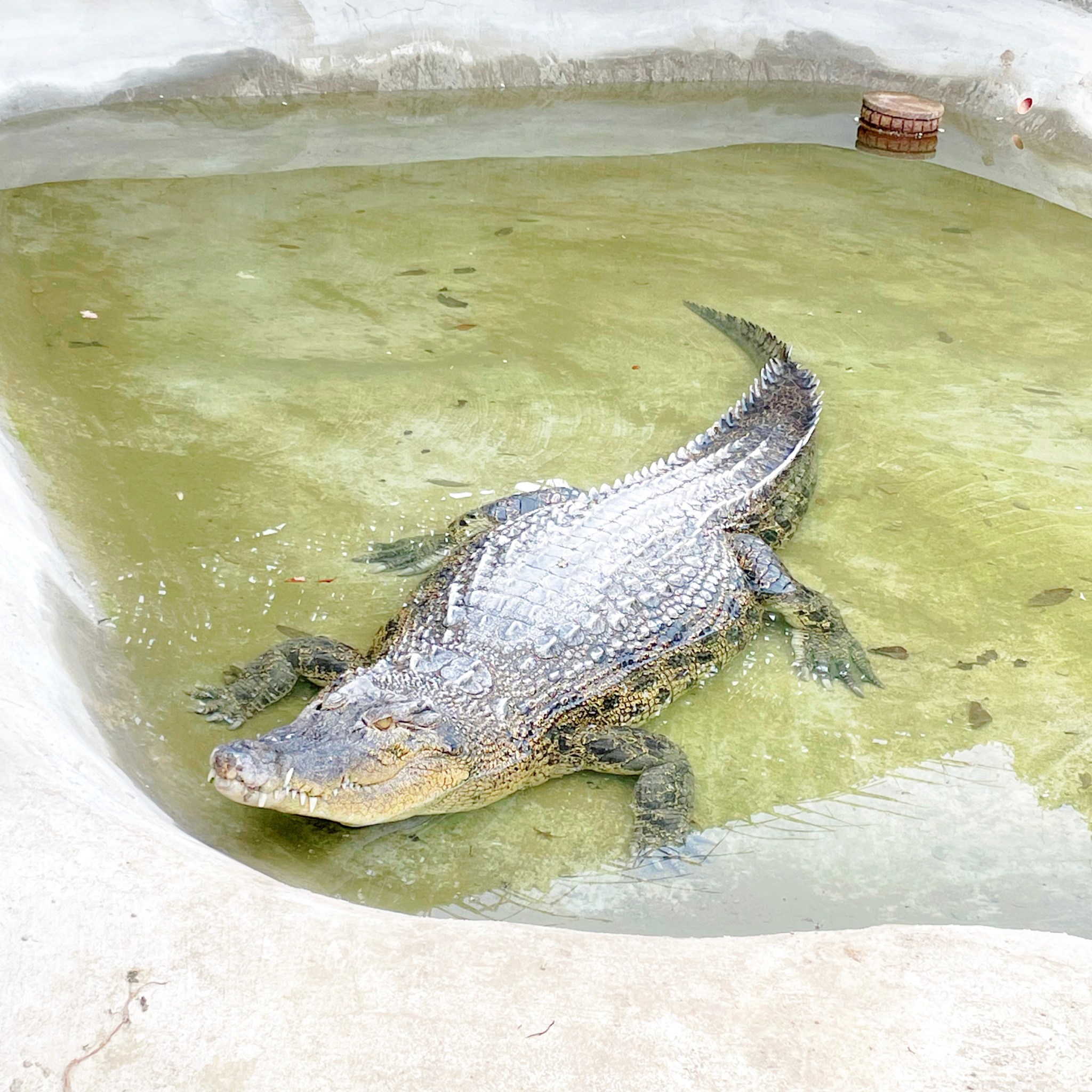 Clark Safari and Adventure Park – Althea's Adventures