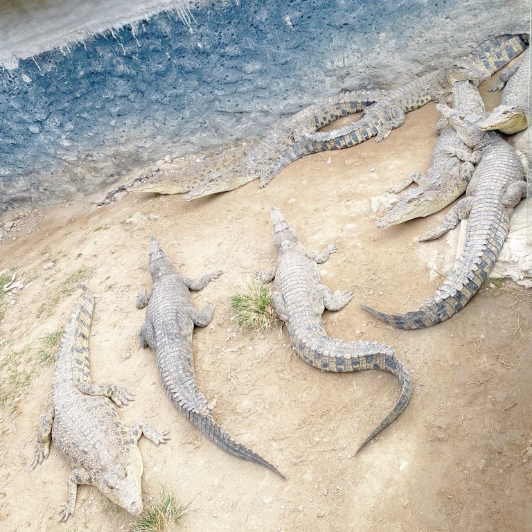 Clark Safari and Adventure Park – Althea's Adventures