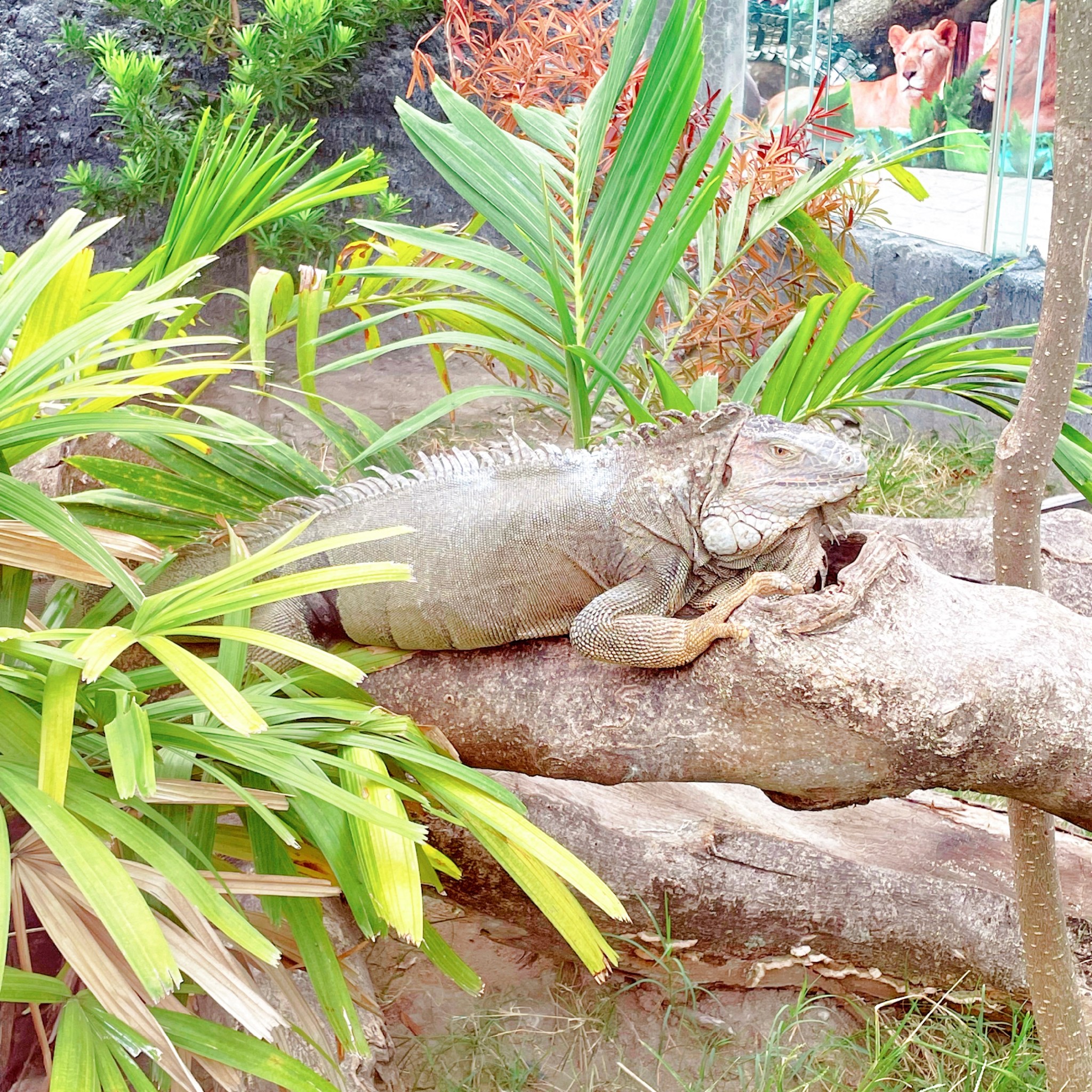 Clark Safari and Adventure Park – Althea's Adventures