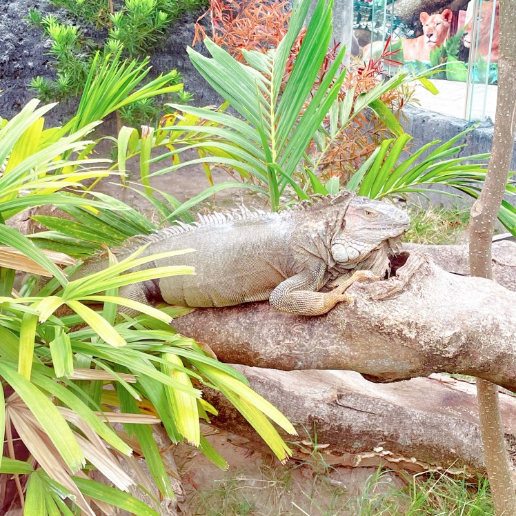 Clark Safari and Adventure Park – Althea's Adventures