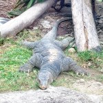 Clark Safari and Adventure Park – Althea's Adventures