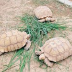 Clark Safari and Adventure Park – Althea's Adventures