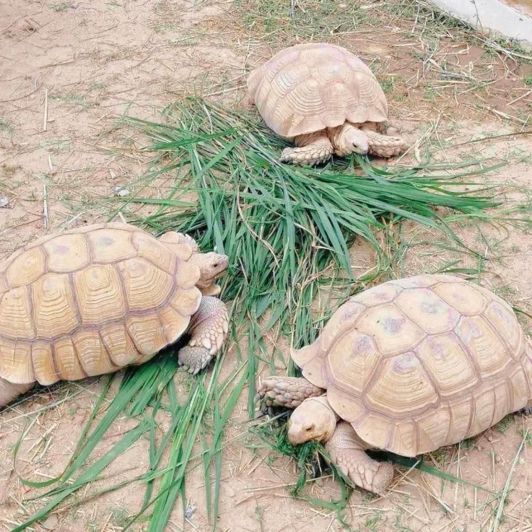 Clark Safari and Adventure Park – Althea's Adventures